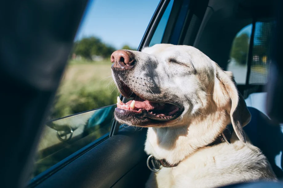 The Ultimate Guide to Road Tripping with Your Dog in Australia ...